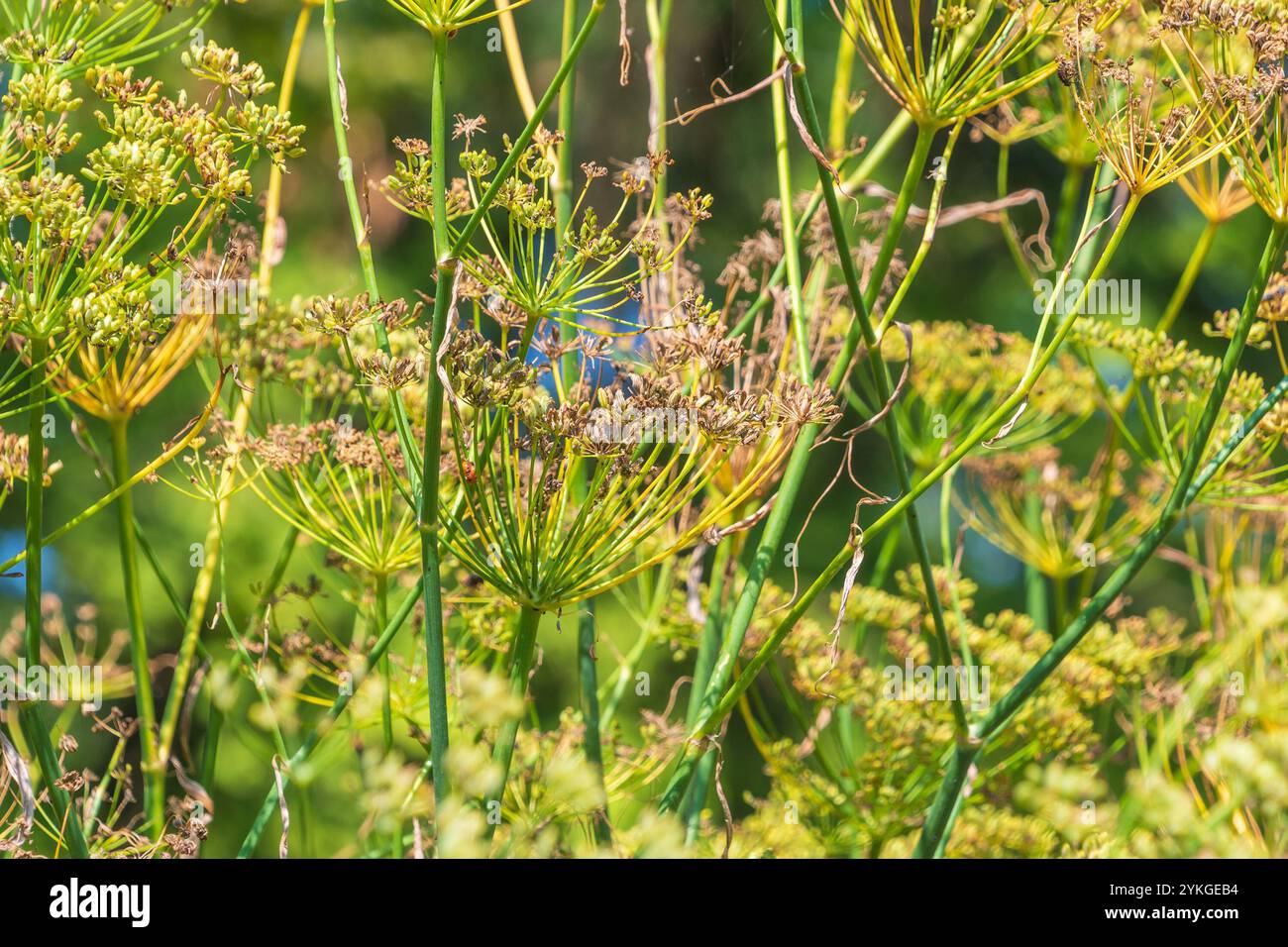Flower heads of Fennel. Foeniculum vulgare. a flowering plant. a ...