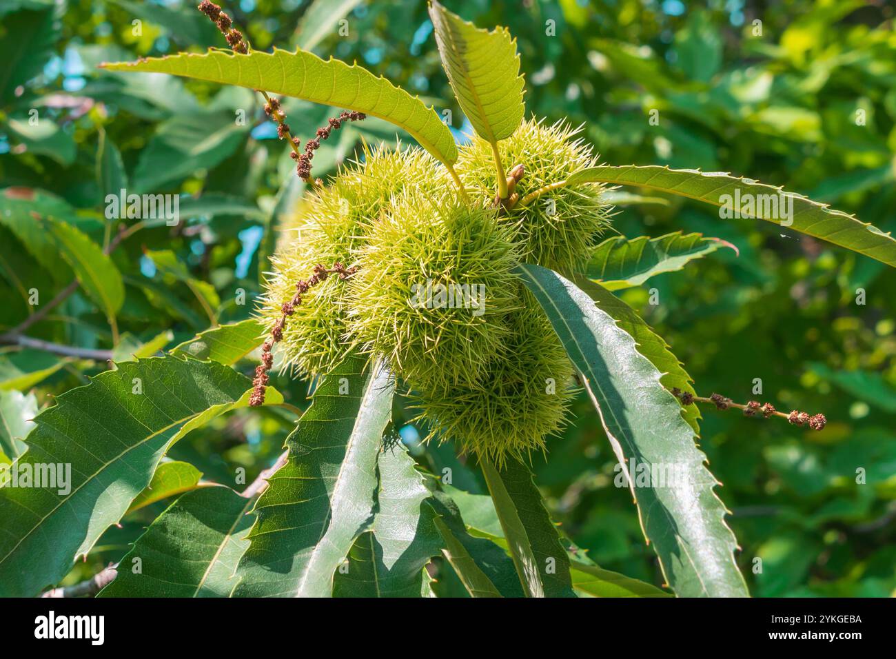 Sweet chestnut fruit. Castanea sativa. the Spanish chestnut. tree in ...