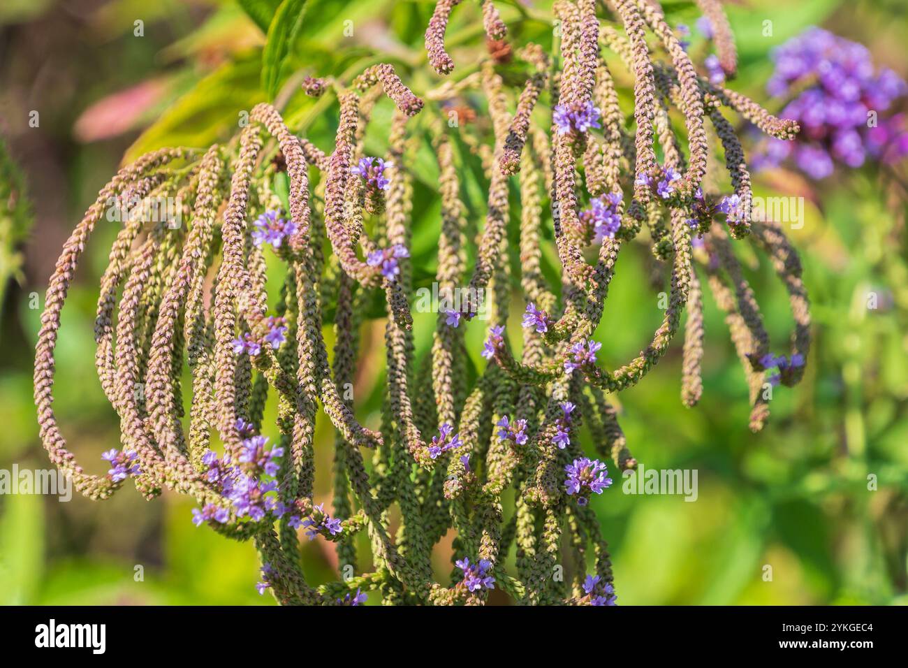 Blue vervain hi-res stock photography and images - Alamy
