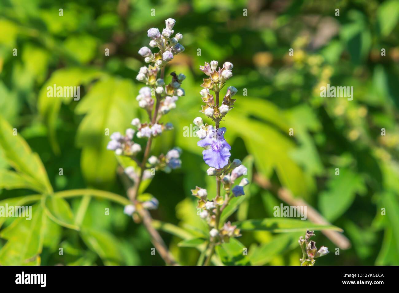 Violet flowers Vitex negundo. the Chinese chaste tree, five-leaved ...