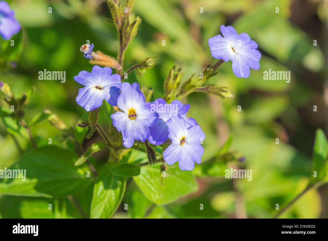 Beautiful blue flowers browallia hi-res stock photography and images ...