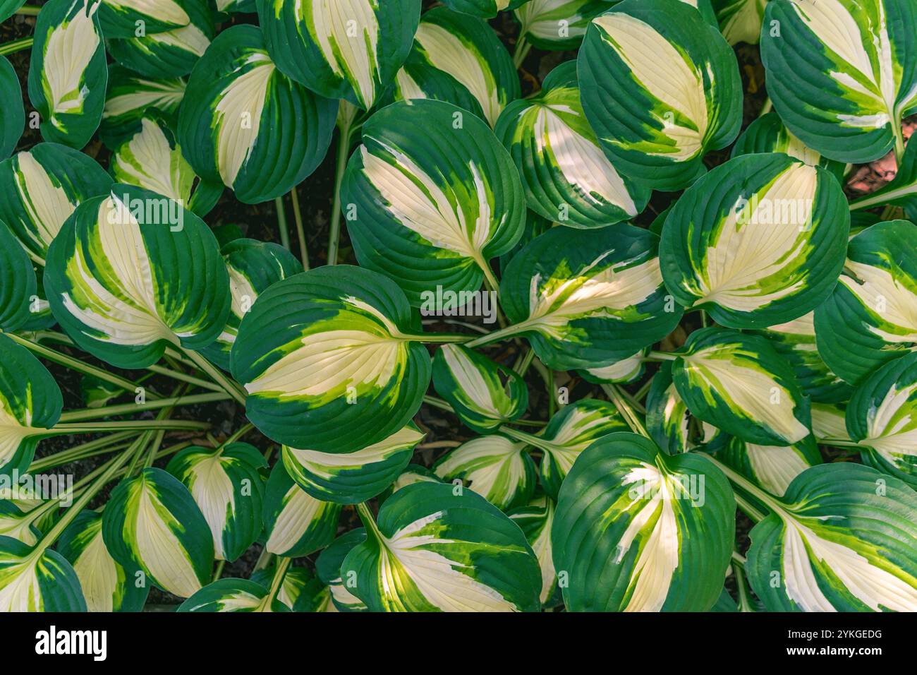 Green leaves of Hosta plantaginea. the fragrant plantain lily, August ...