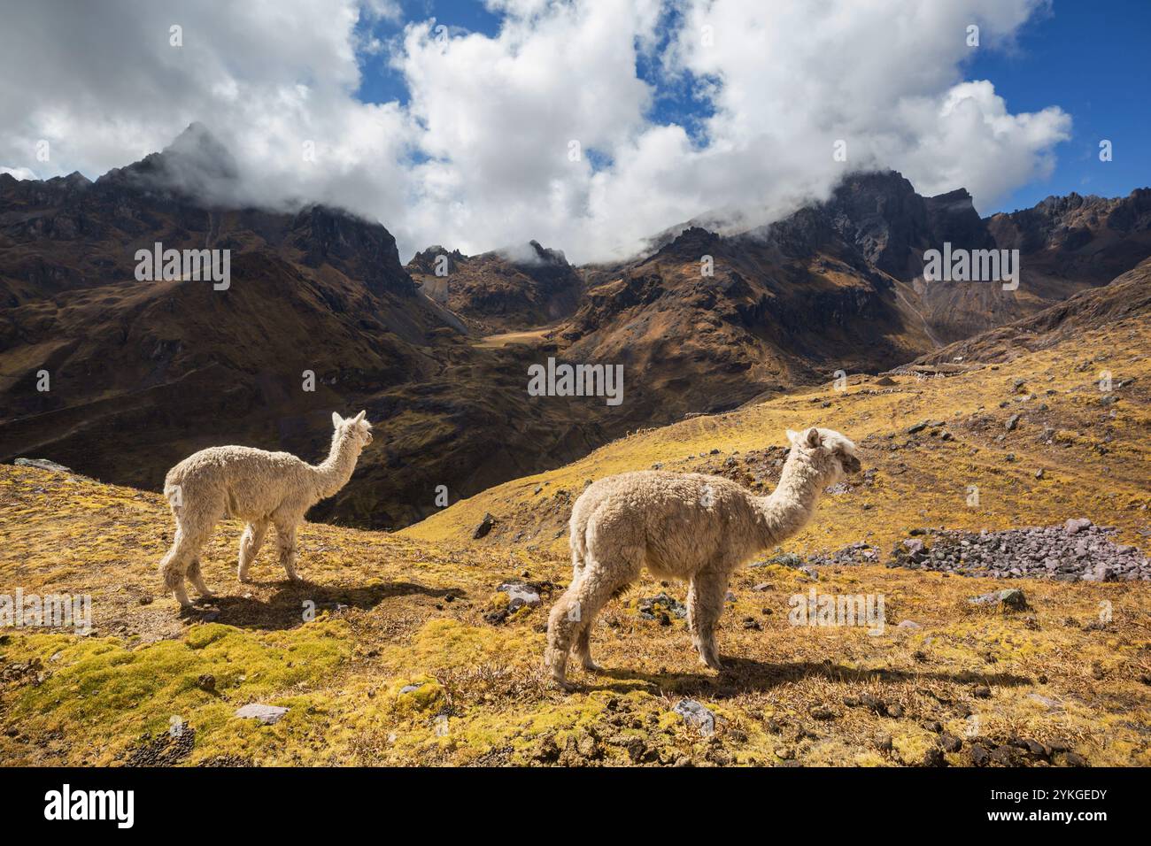 Cute alpaca in Andes, Bolivia, South America Stock Photo - Alamy