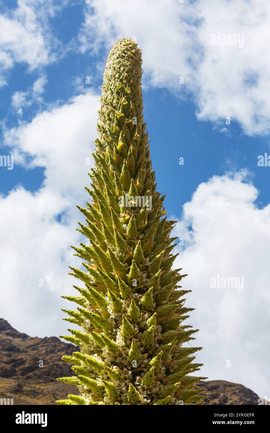 Puya raimondii hi-res stock photography and images - Alamy