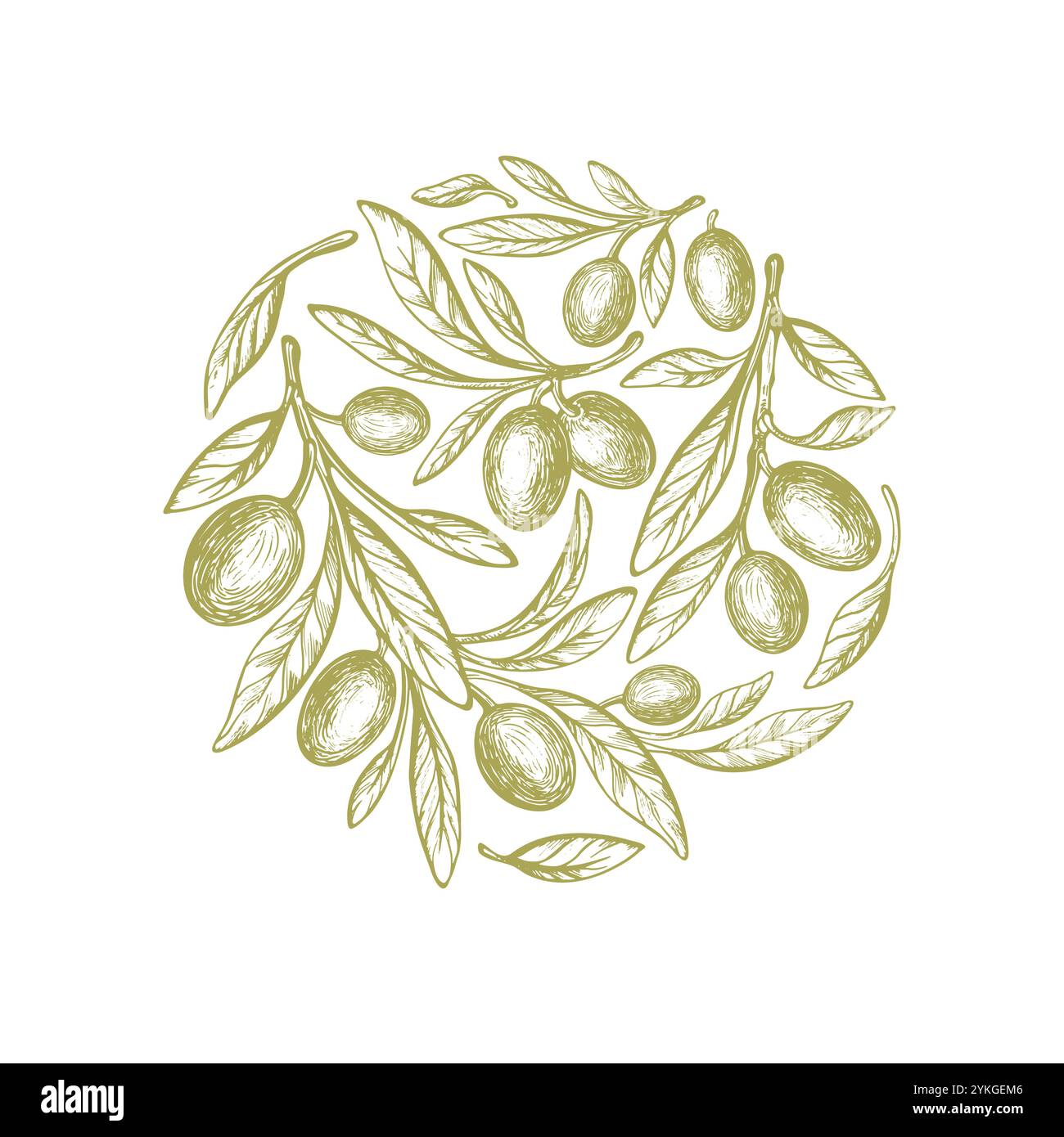 Olive circle symbol. Vector sketch of fruit, green leaves. Vintage ...