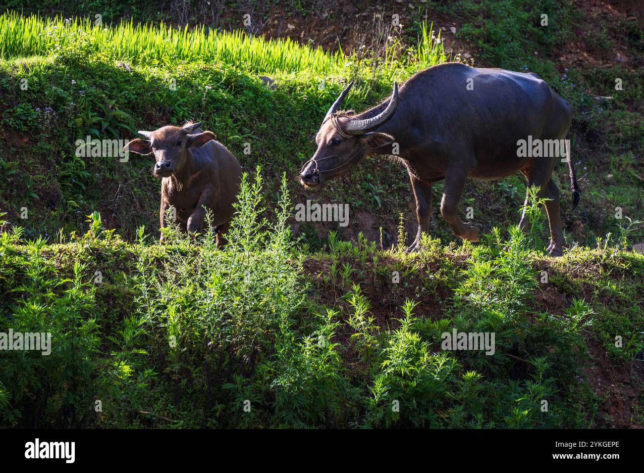 Vietnamese bull hi-res stock photography and images - Alamy