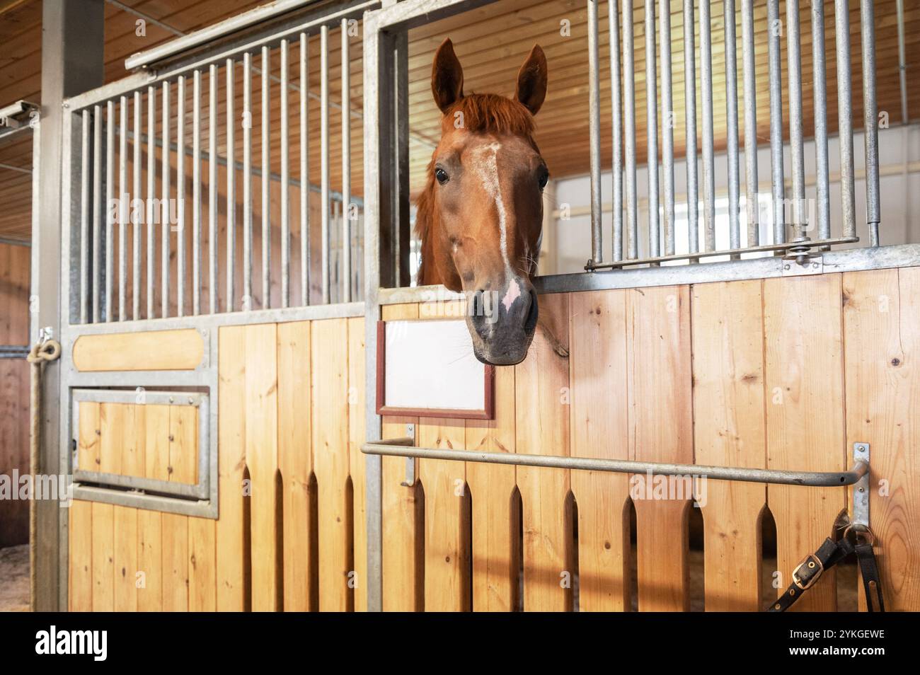Modern animal livestock horse hi-res stock photography and images - Alamy