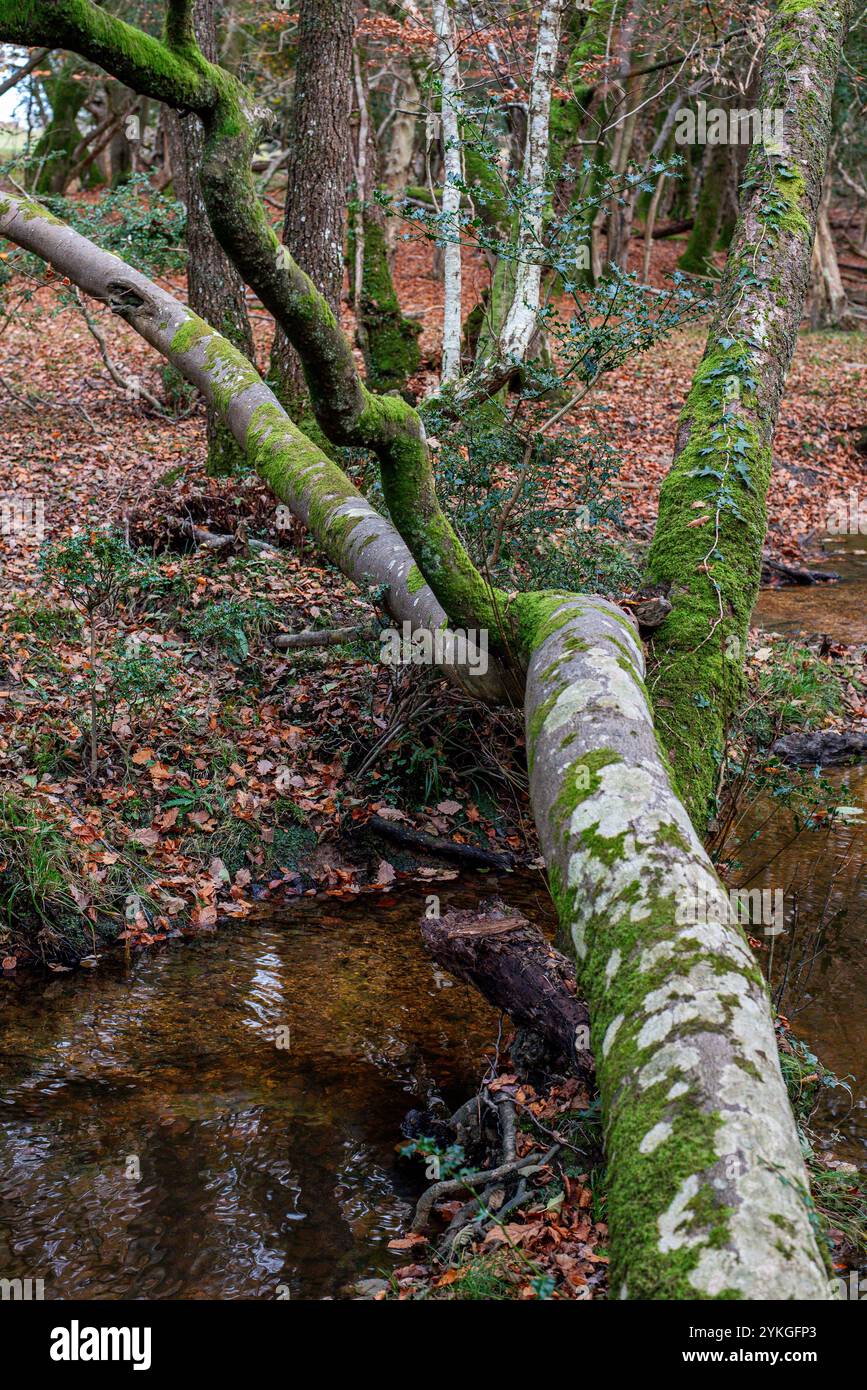 Tree branch acting as bridge over stream Stock Photo - Alamy