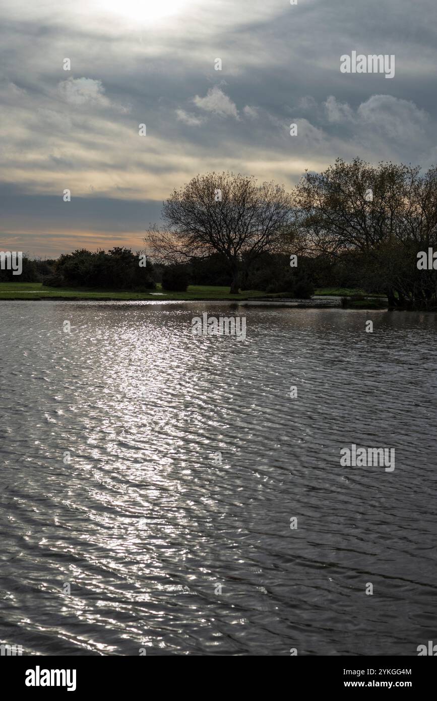 Tree lined water hi-res stock photography and images - Alamy