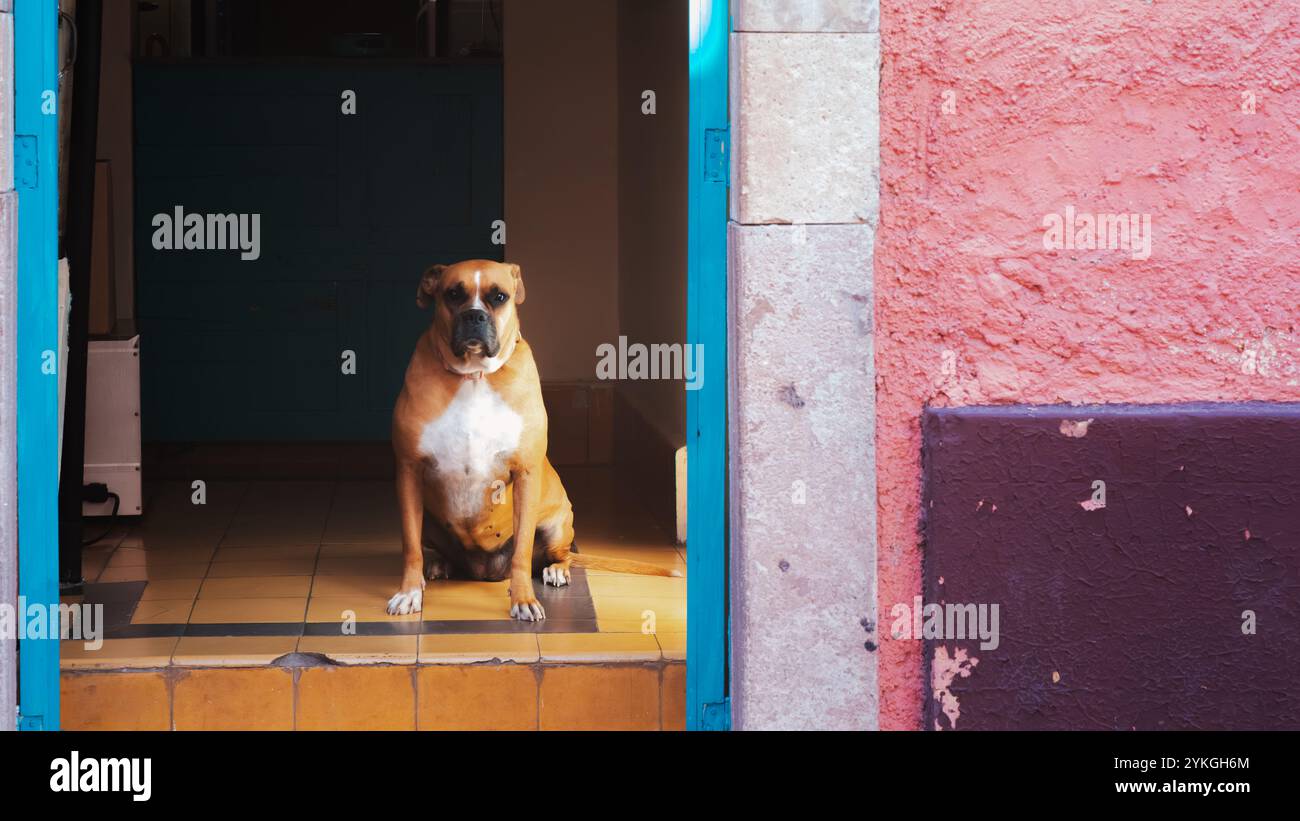 Dogo brasileiro hi-res stock photography and images - Alamy