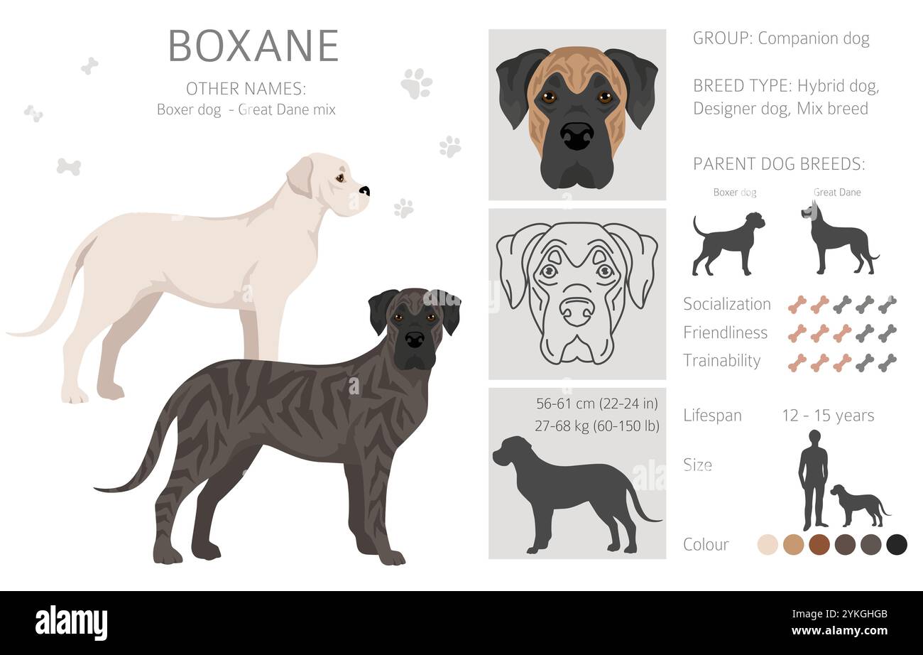 Boxane clipart. Boxer dog Great Dane mix. Different coat colors set ...
