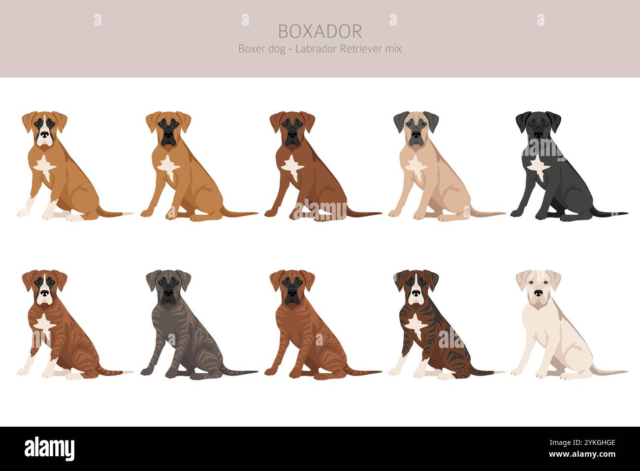 Boxer dog Labrador Retriever mix. Boxador clipart. Different coat ...