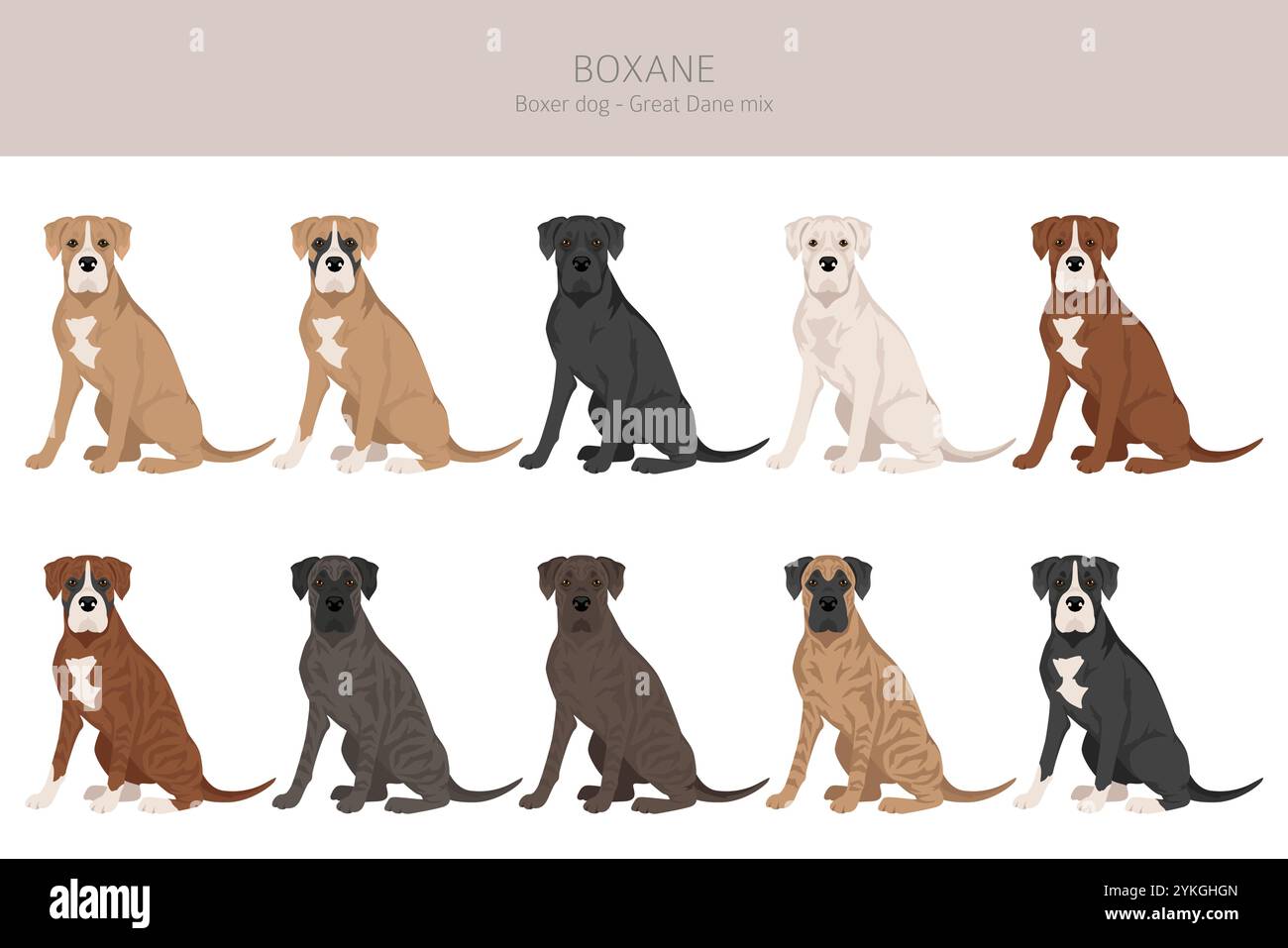 Boxane clipart. Boxer dog Great Dane mix. Different coat colors set ...