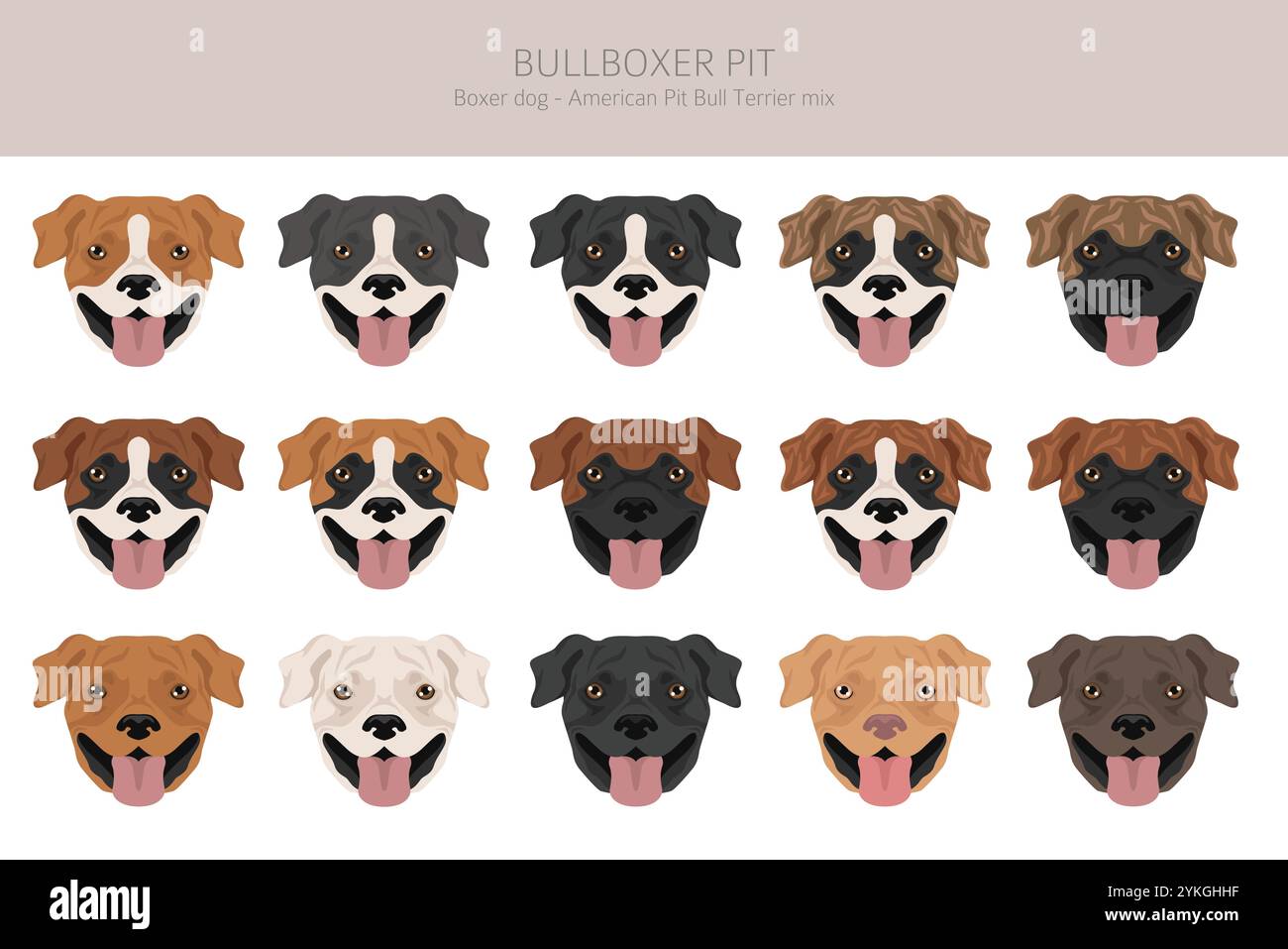 Bullboxer Pit clipart. Boxer dog American Pit bull terrier mix ...