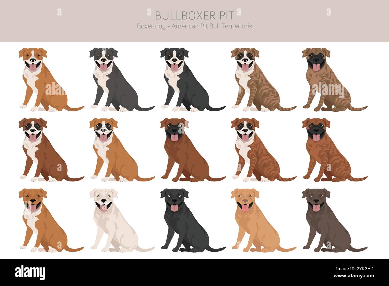 Bullboxer Pit clipart. Boxer dog American Pit bull terrier mix ...