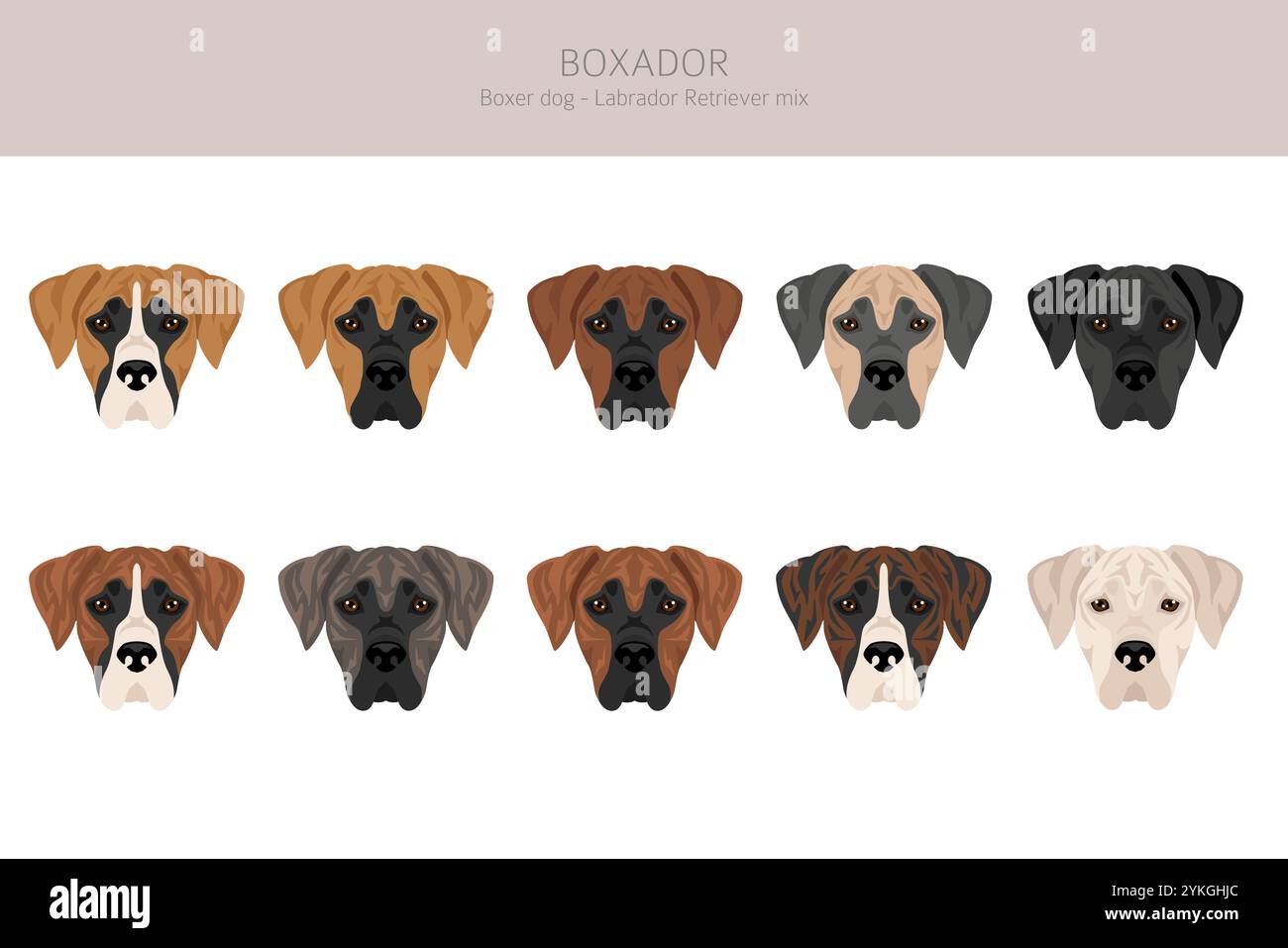 Boxer dog Labrador Retriever mix. Boxador clipart. Different coat ...
