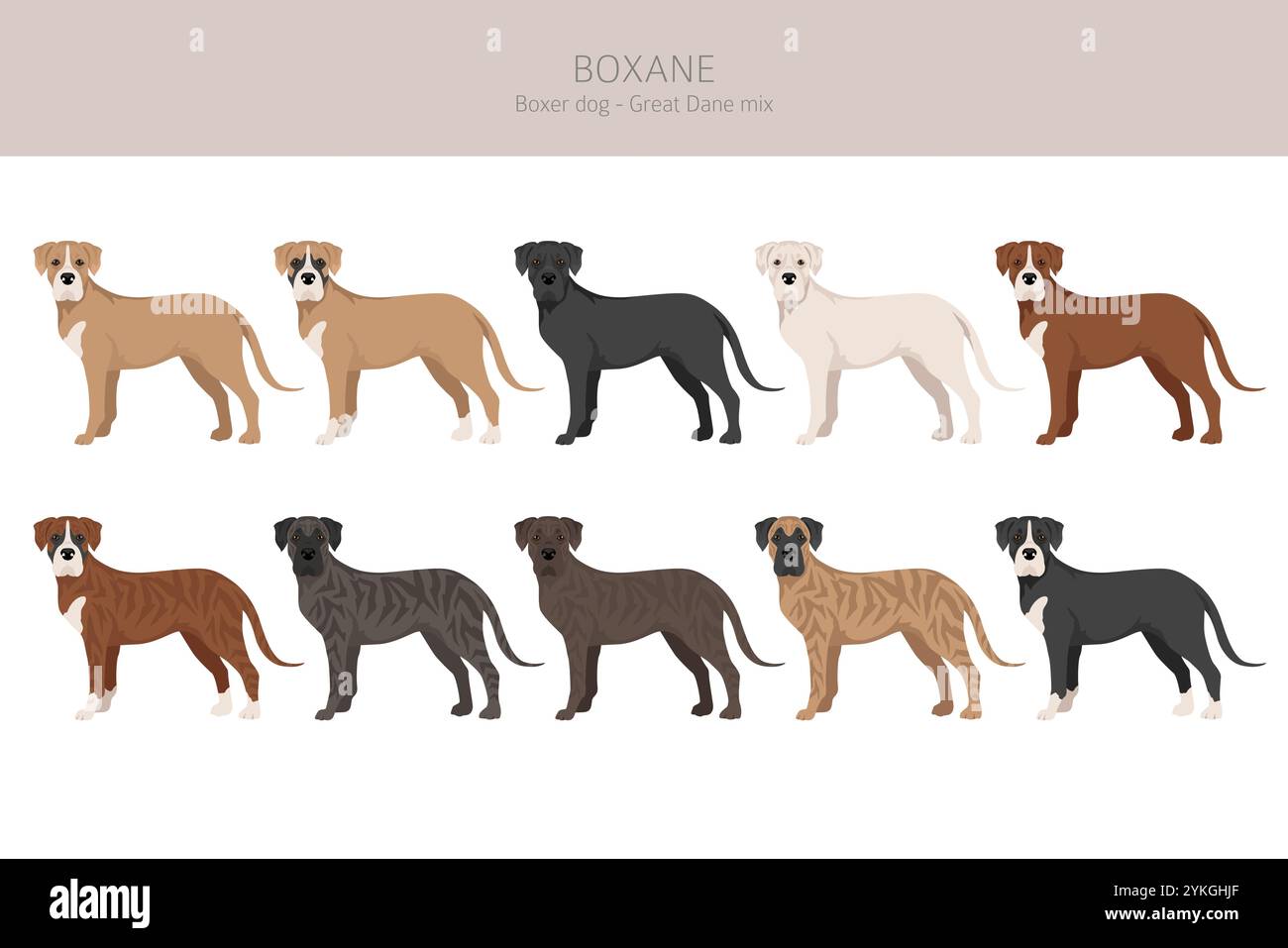 Boxer coat colors hi-res stock photography and images - Alamy