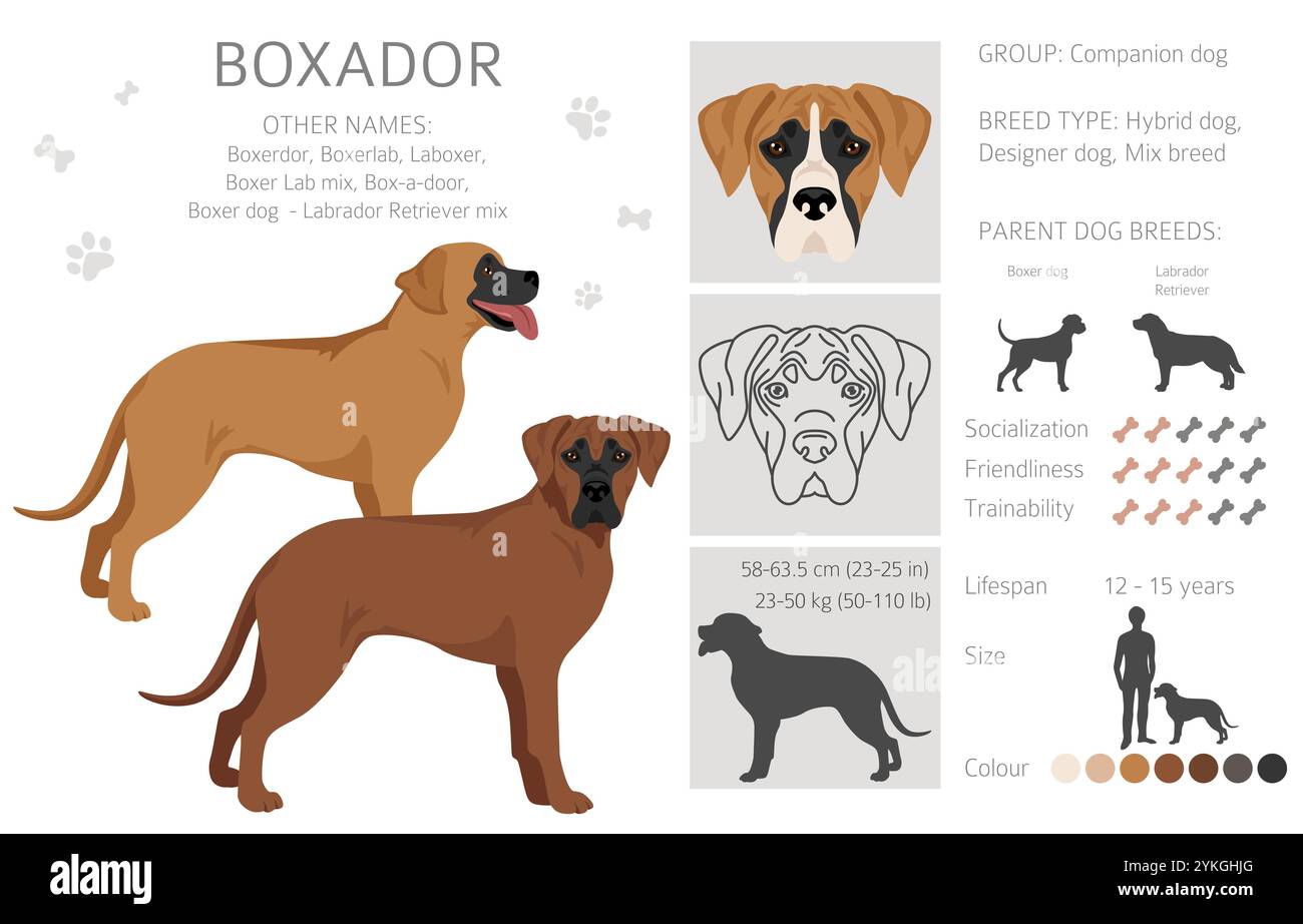 Cartoon illustration boxer dog sitting Cut Out Stock Images & Pictures ...