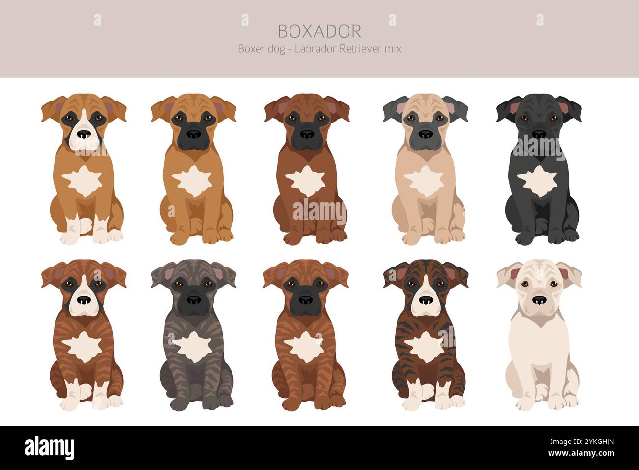 Boxer dog Labrador Retriever mix. Boxador clipart. Different coat ...