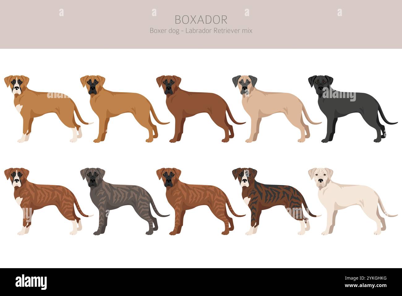 Boxer dog Labrador Retriever mix. Boxador clipart. Different coat ...