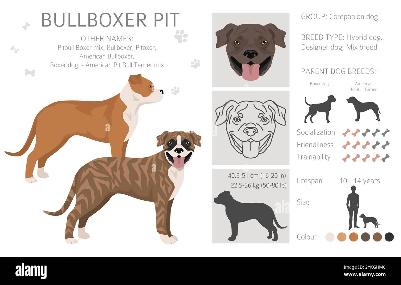 Bullboxer Pit clipart. Boxer dog American Pit bull terrier mix ...