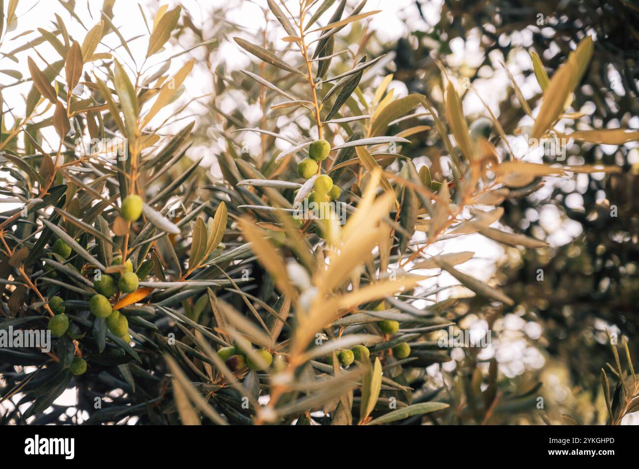 A detailed close-up of green olives growing on an olive tree branch ...