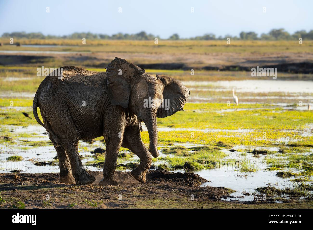 Elephant calf, turns side ways to look funny with ears spread into the ...