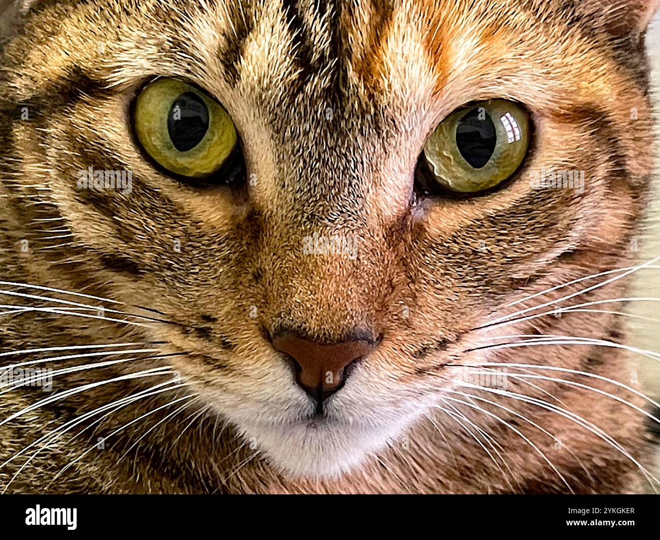 Face of tabby cat. Close view Stock Photo - Alamy