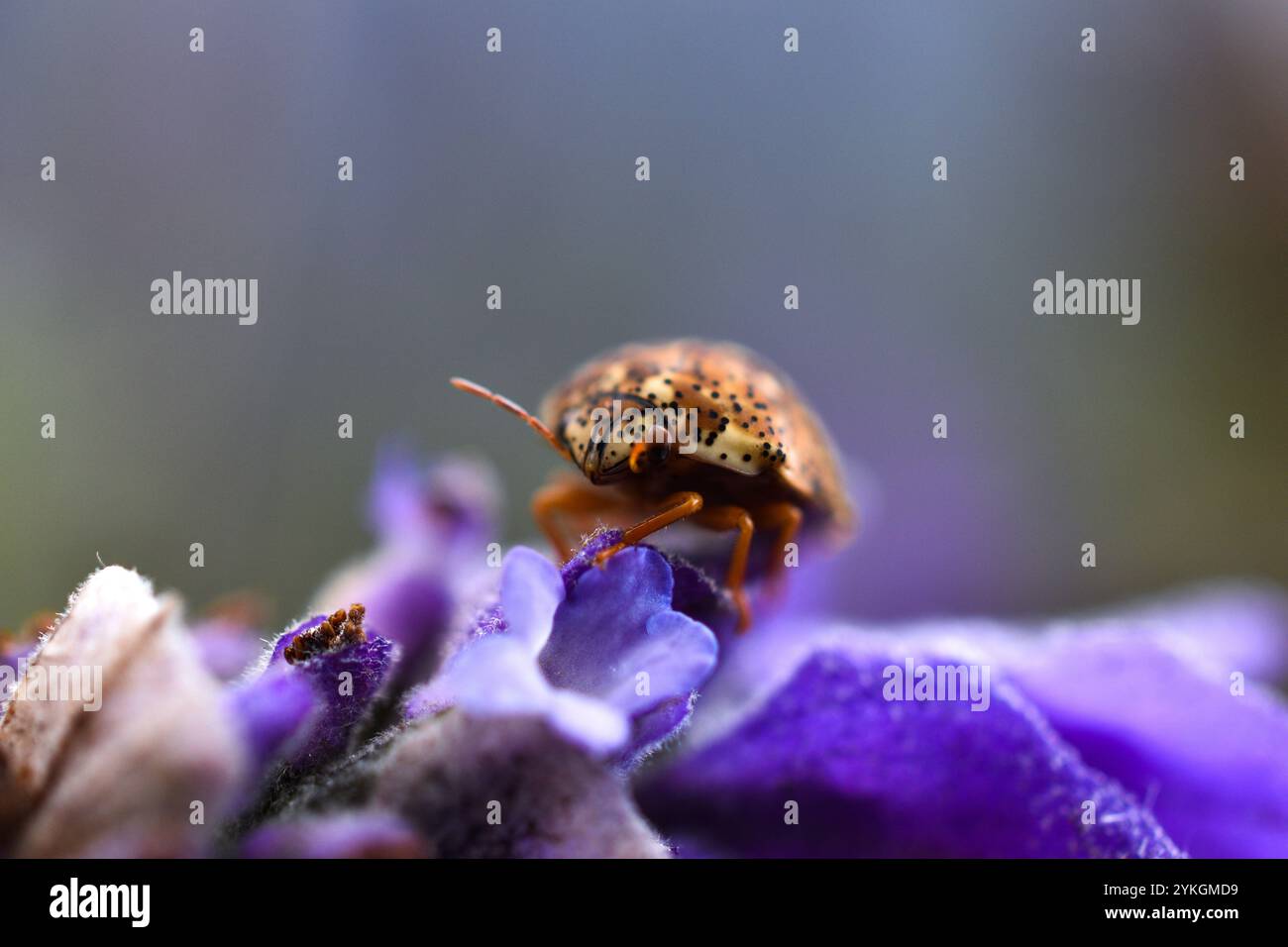 World bug hi-res stock photography and images - Alamy