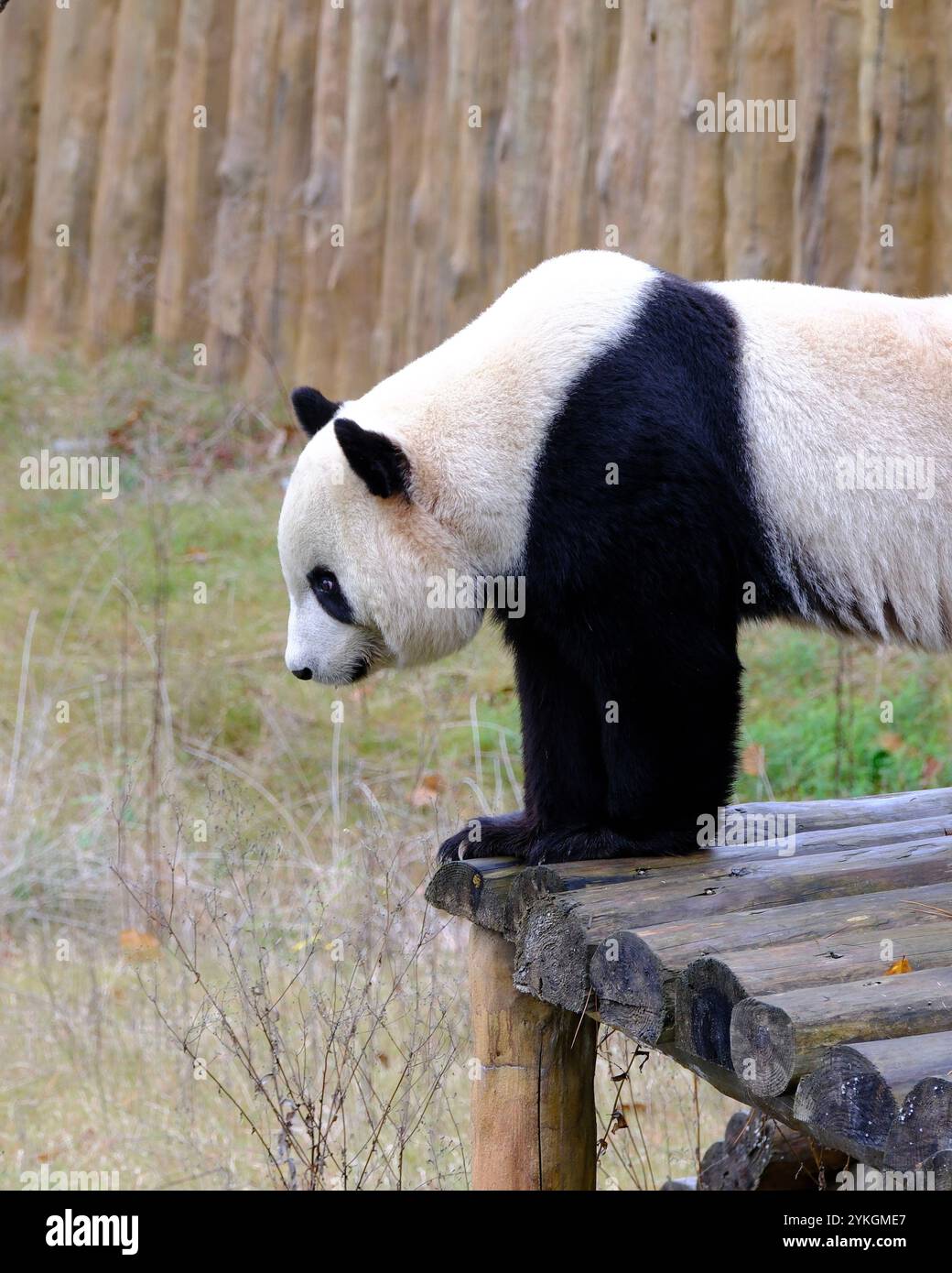 Panda bear standing hi-res stock photography and images - Alamy