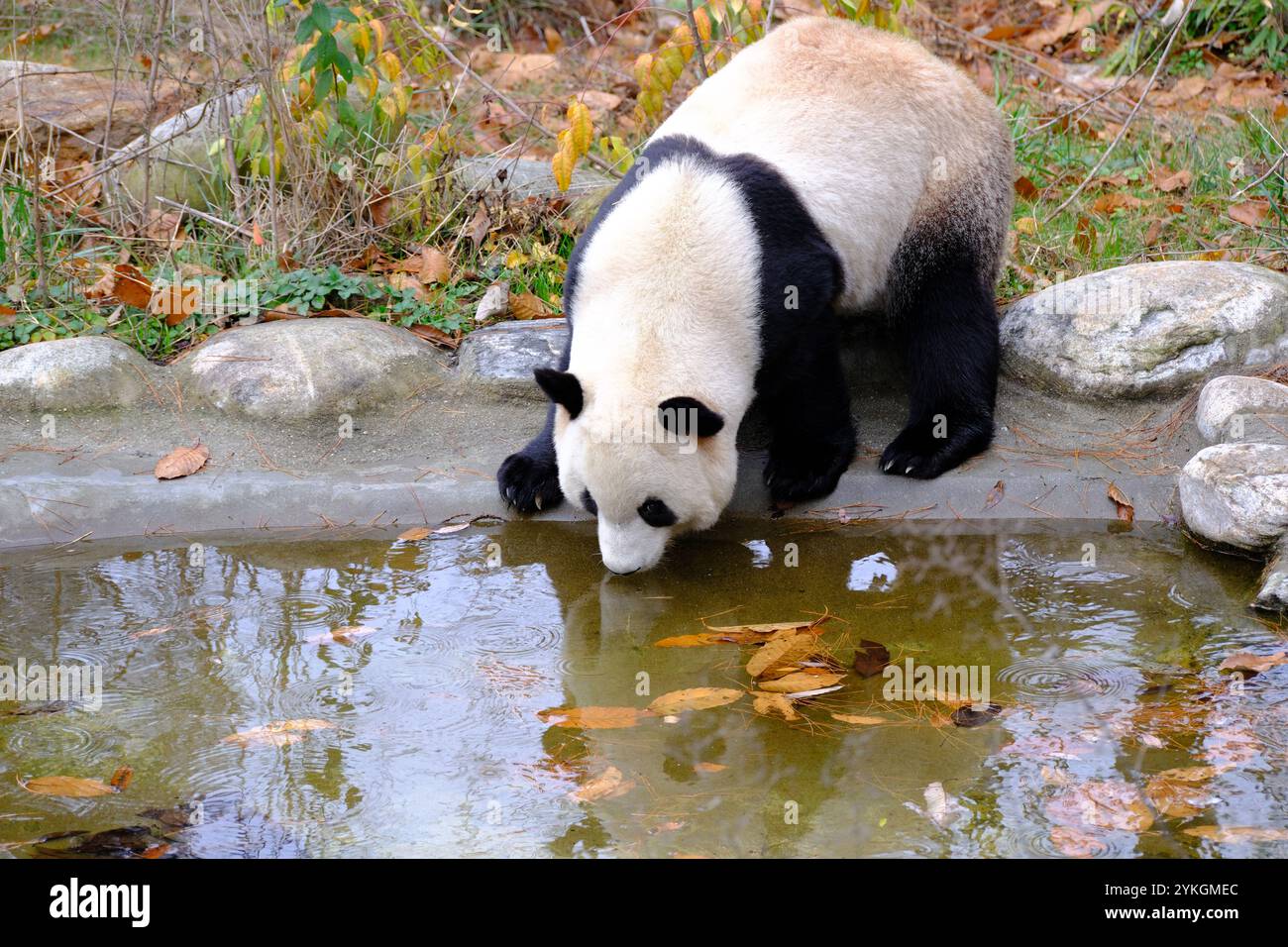 Giant panda drinking water from hi-res stock photography and images - Alamy