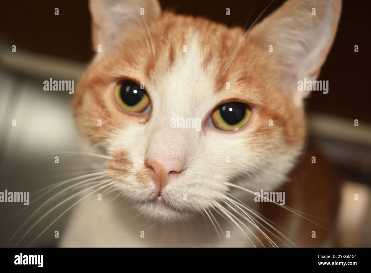 Beautiful ginger cat street cat hi-res stock photography and images - Alamy