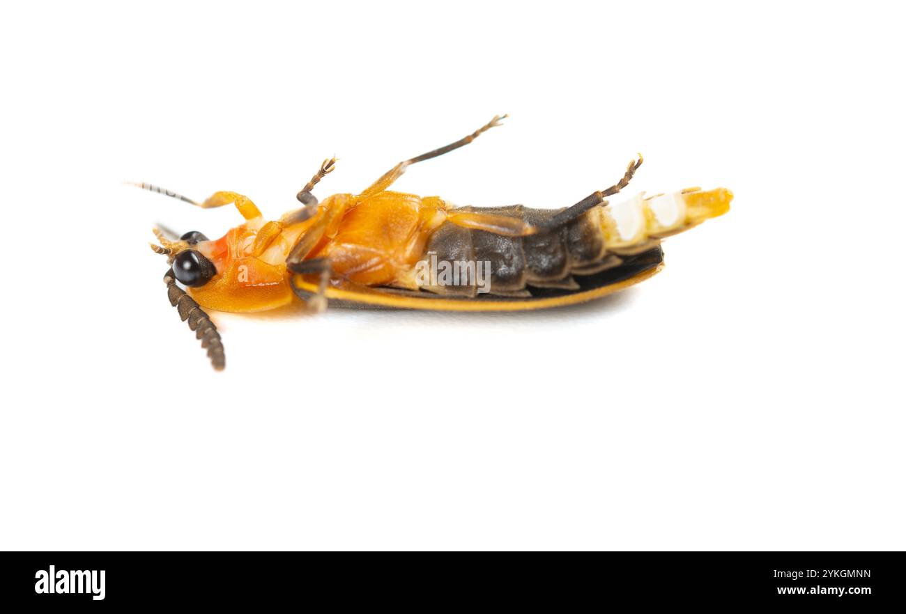 angle view firefly on a white background Stock Photo - Alamy