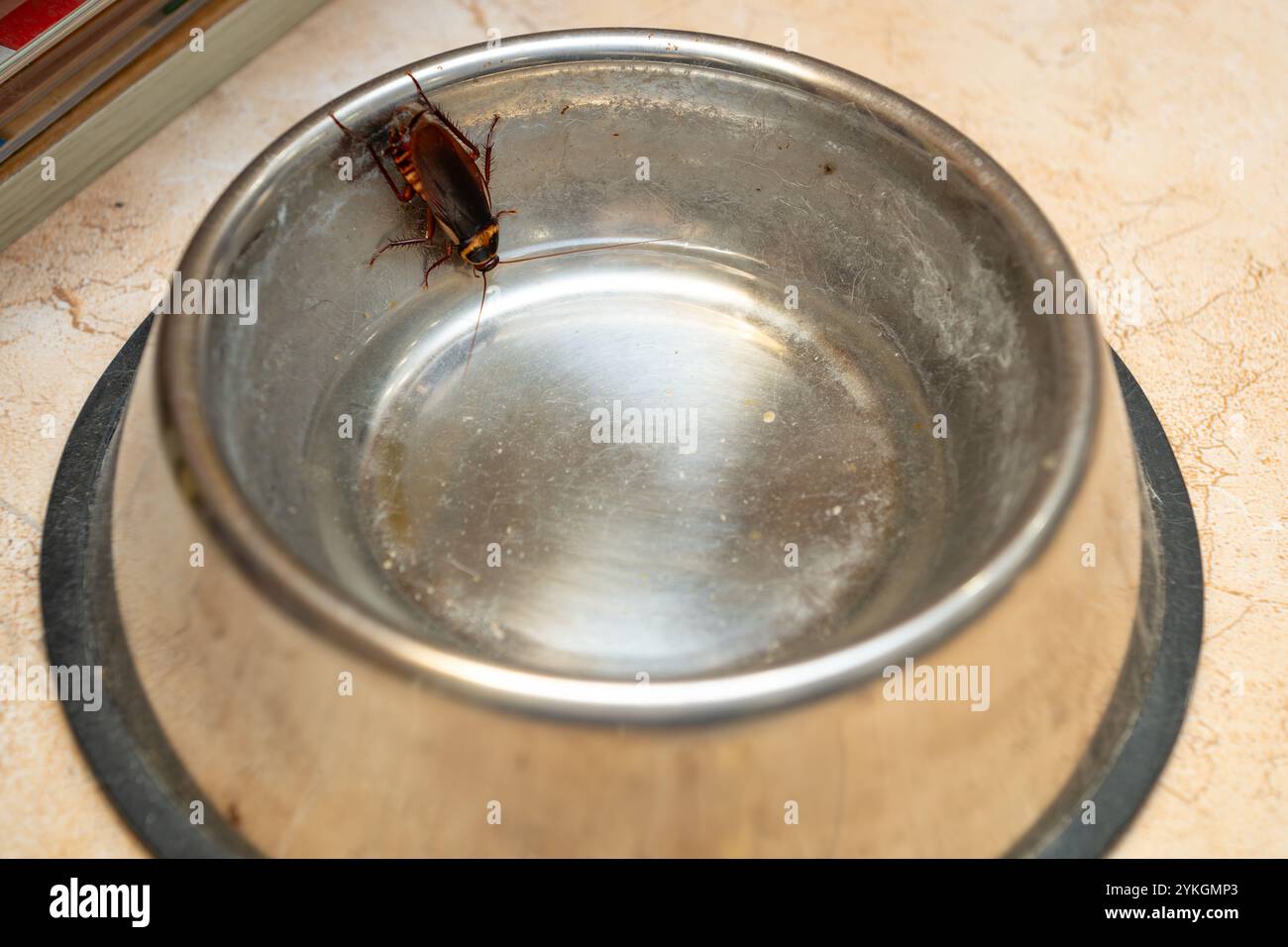 a cockroach drinking water from a stainless steel bowl Stock Photo - Alamy