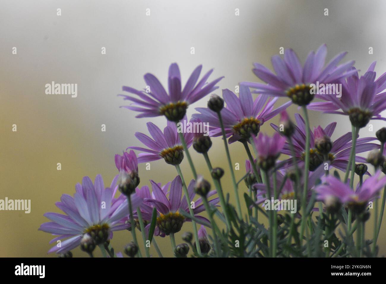 Lovely outdoor scene vibrant flowers hi-res stock photography and ...