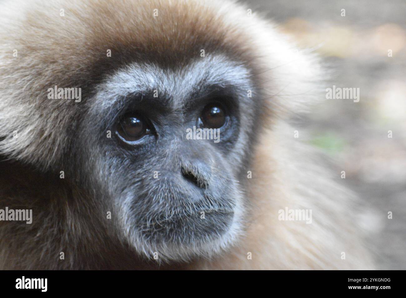 Monkey features hi-res stock photography and images - Alamy