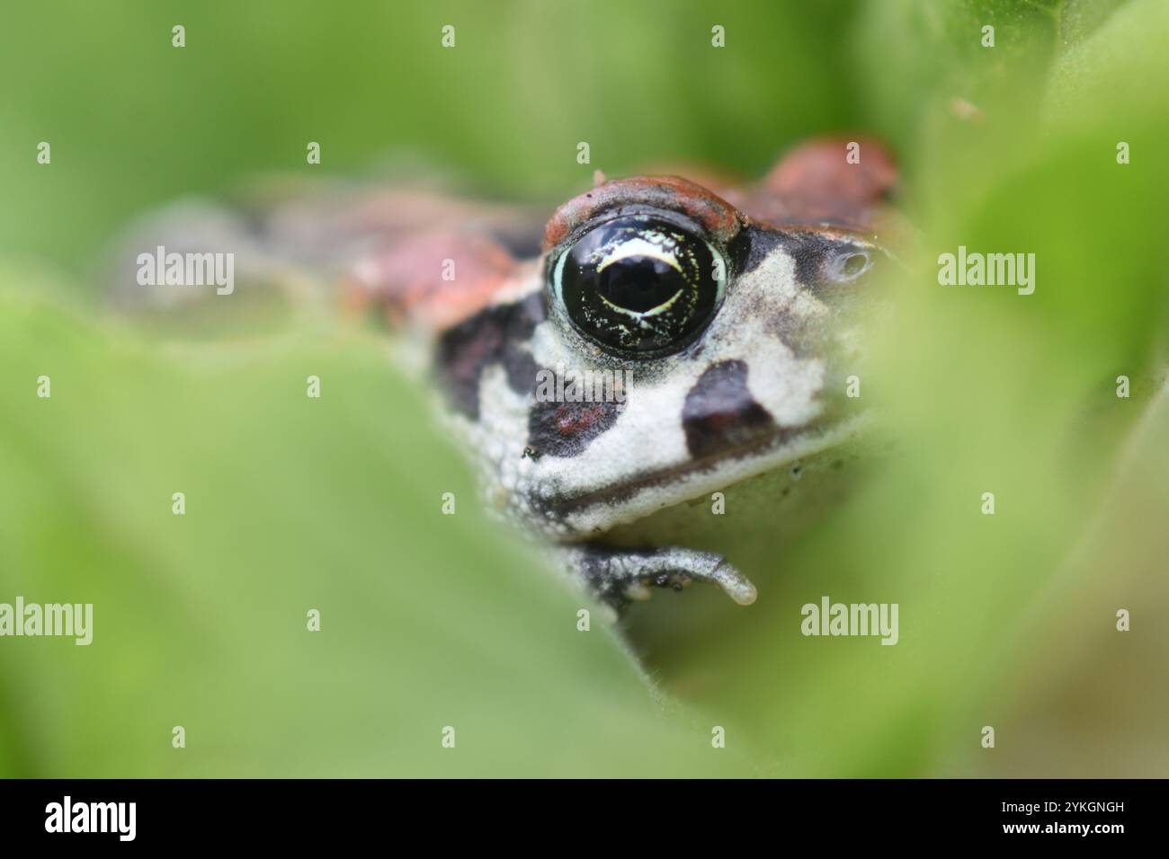 Toad eye hi-res stock photography and images - Alamy