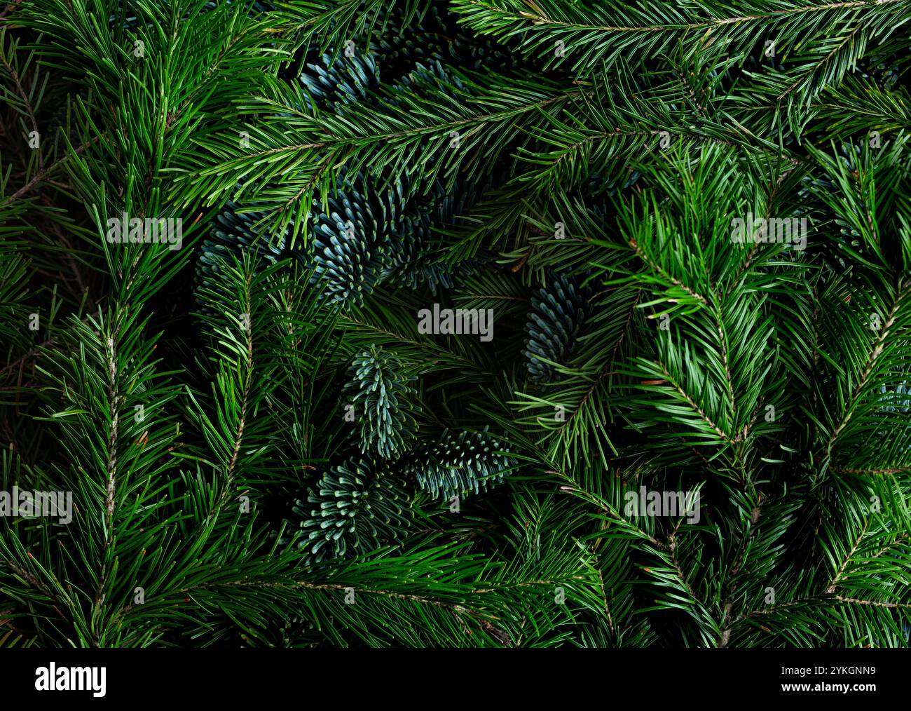 Christmas Background from Fir Branches Stock Photo - Alamy