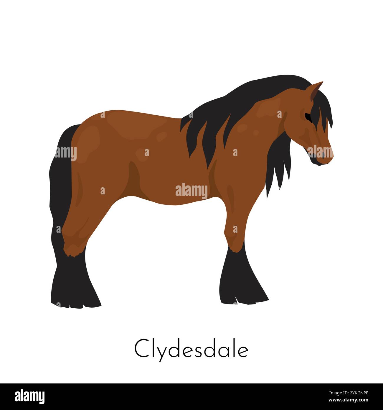 Clydesdale horse. Equine purebred breed. Pet dressage. Racehorse or ...