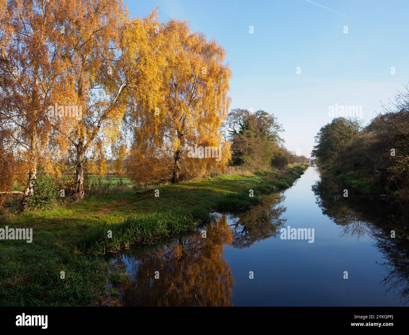 Birch trees autumn fall colours hi-res stock photography and images - Alamy