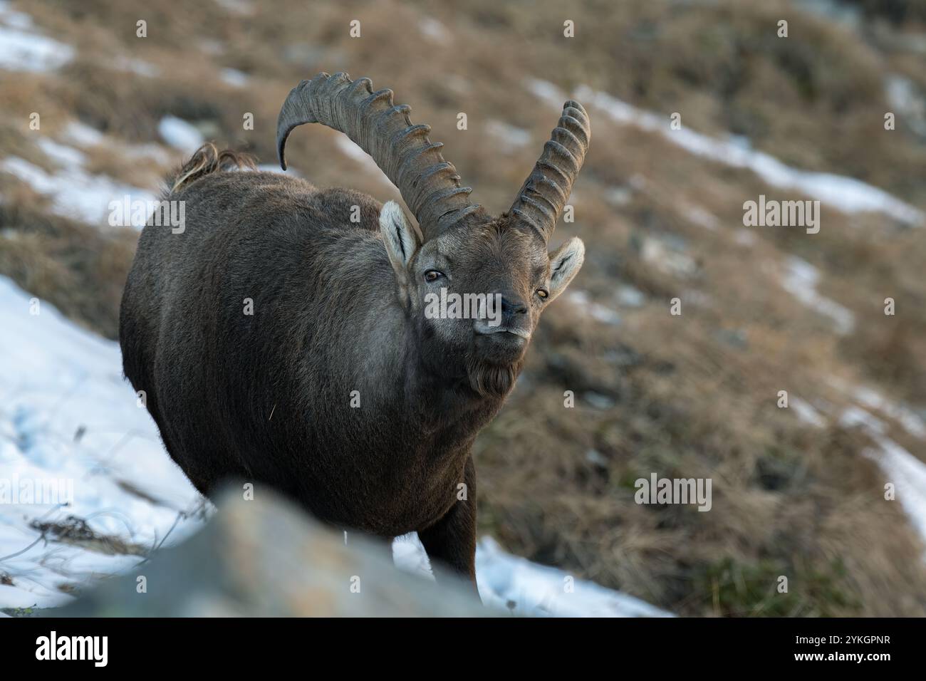 Breeding during snow hi-res stock photography and images - Alamy