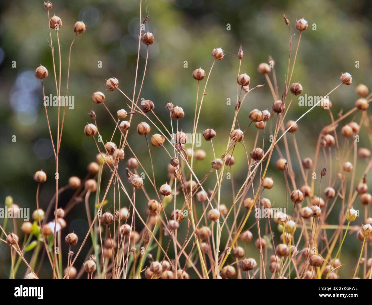 Flax fields hi-res stock photography and images - Alamy