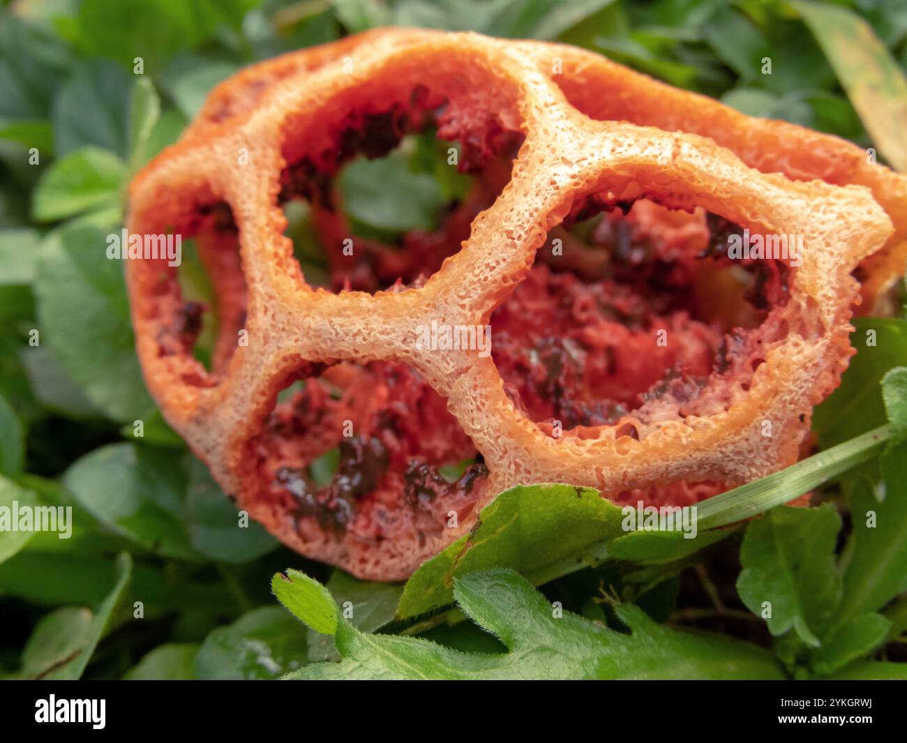 Clathrus ruber species fungus hi-res stock photography and images - Alamy