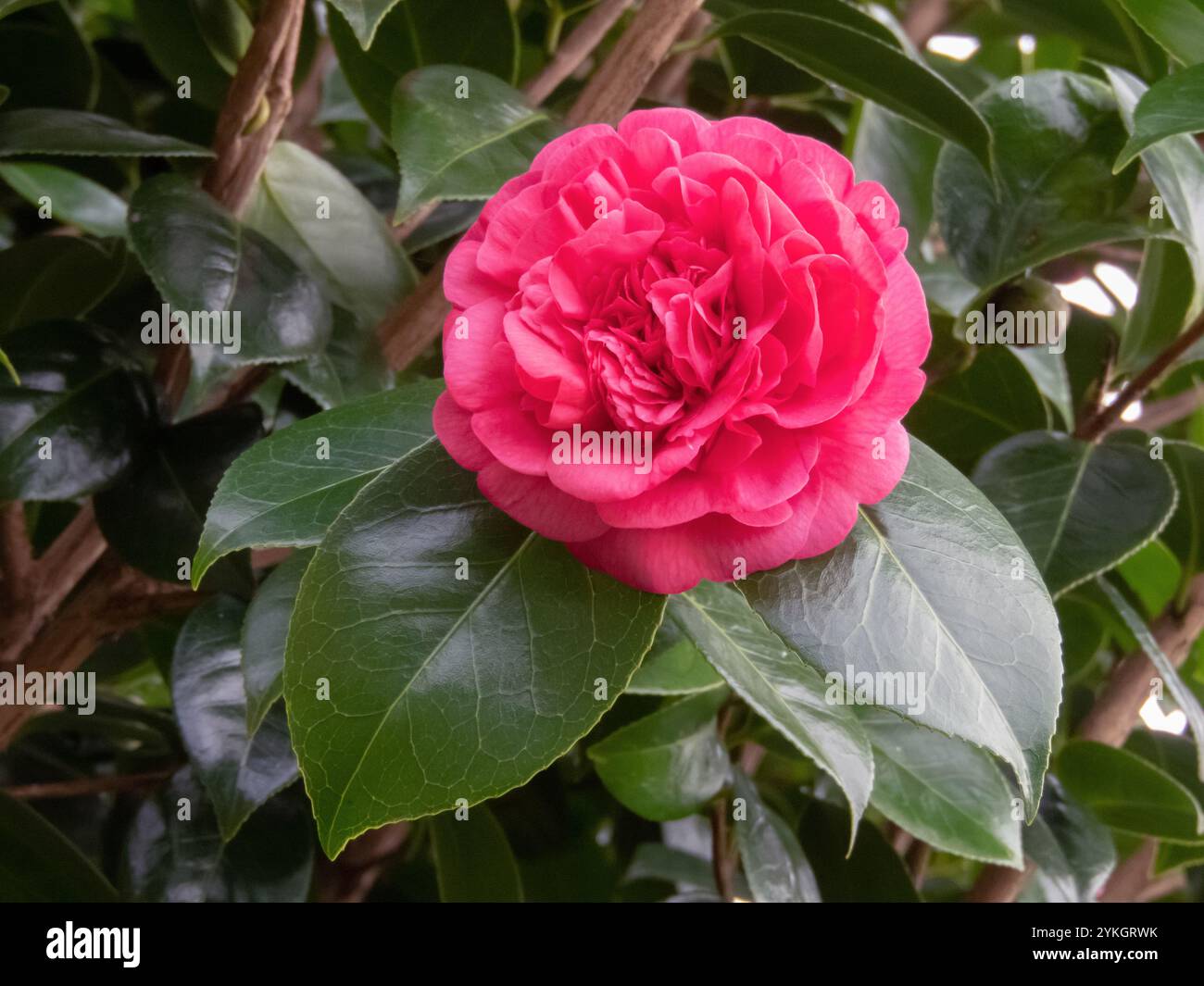 Common camellia pink peony form flower. Informal double Japanese ...
