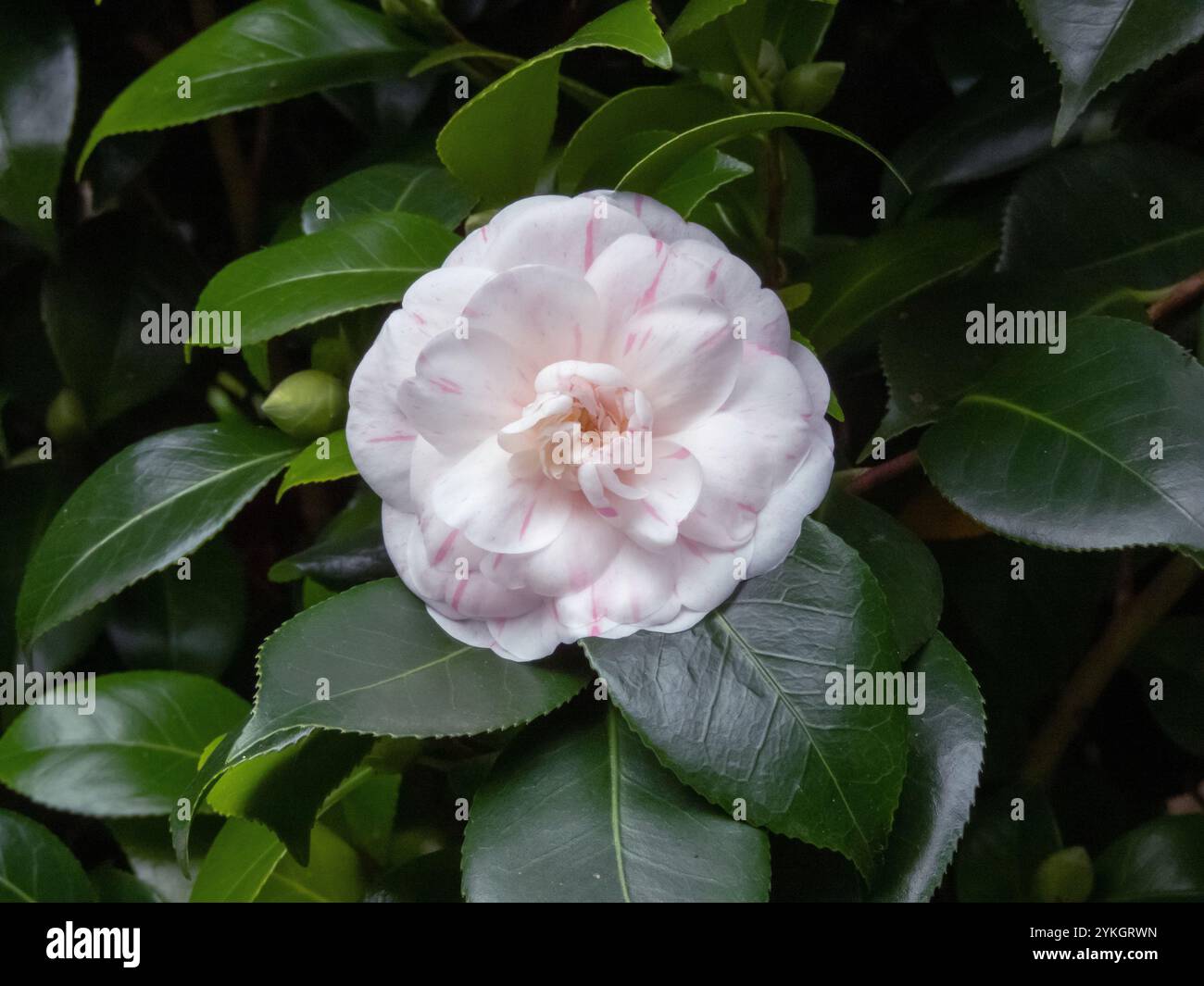 Camellia japonica white flower with pale pink stripes. Japanese ...