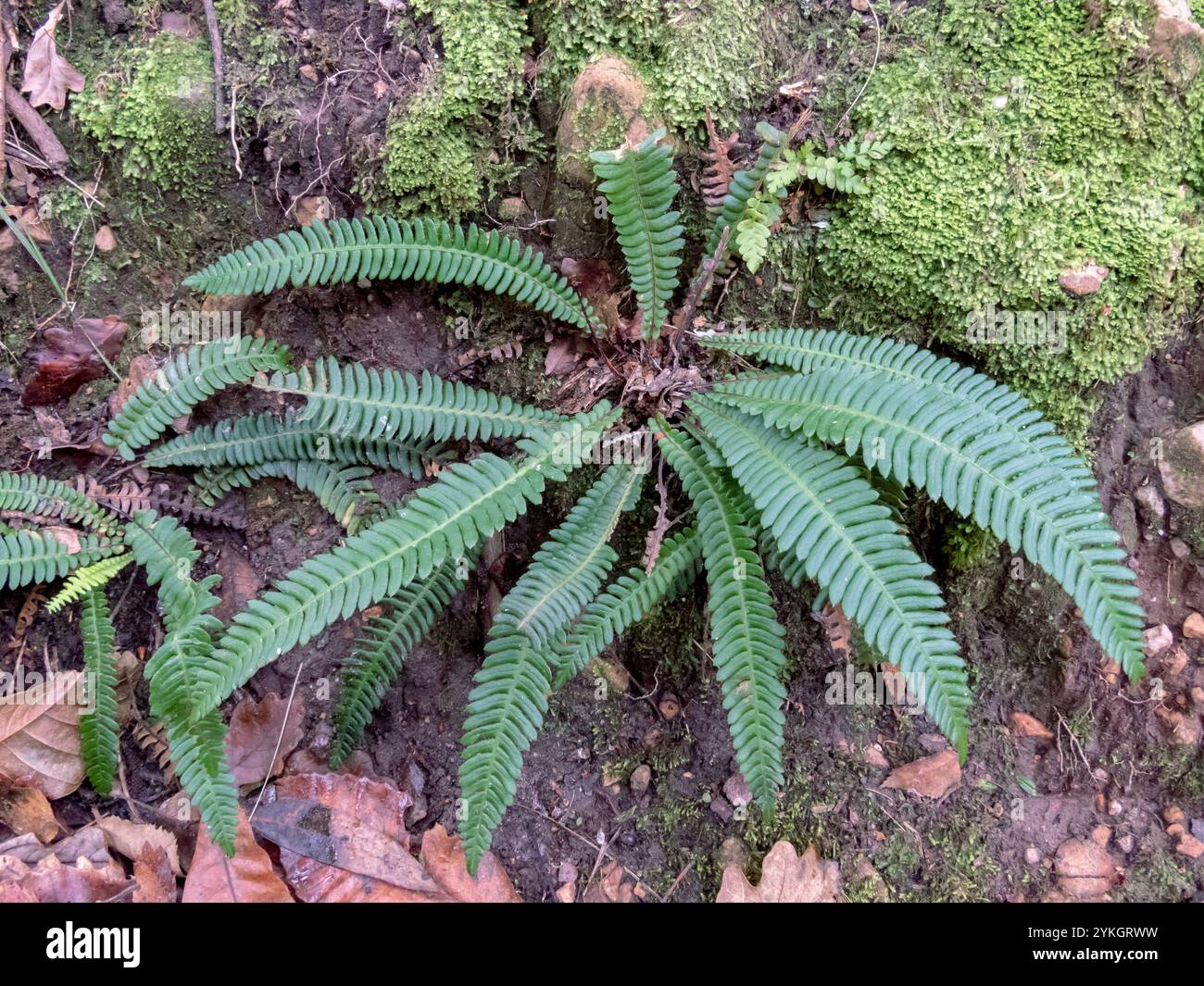 Plant family identification hi-res stock photography and images - Alamy