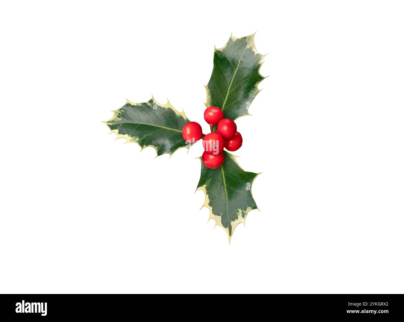 Ilex aquifolium european holly hi-res stock photography and images - Alamy