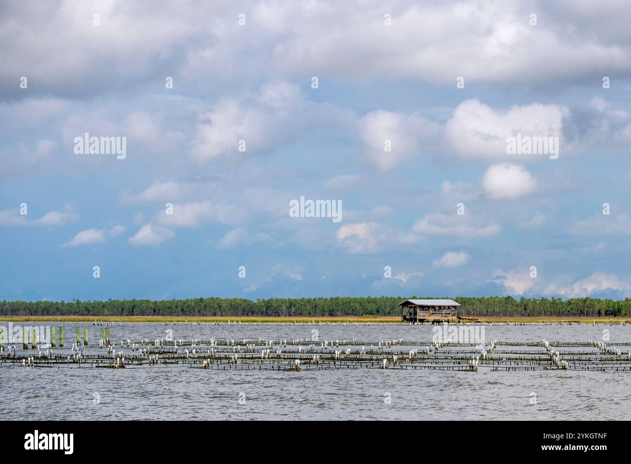Oyster farming and production in Mobile Bay, Alabama. Dottie Lawley ...