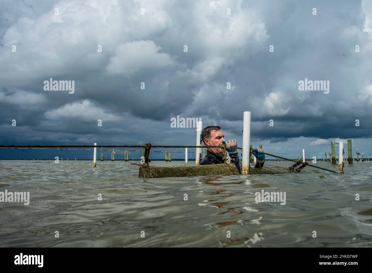 Oyster farming and production in Mobile Bay, Alabama. Dottie Lawley ...