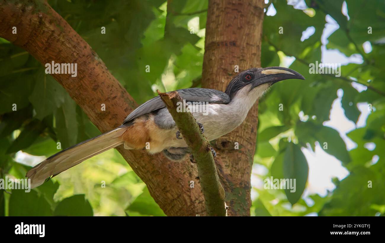 Ceylon gray hornbill hi-res stock photography and images - Alamy